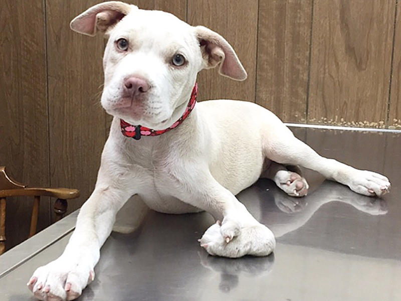 Dumped At Shelter Puppy With Deformed Paw Needs Your Help Dumped At Shelter Puppy With Deformed Paw Needs Your Help