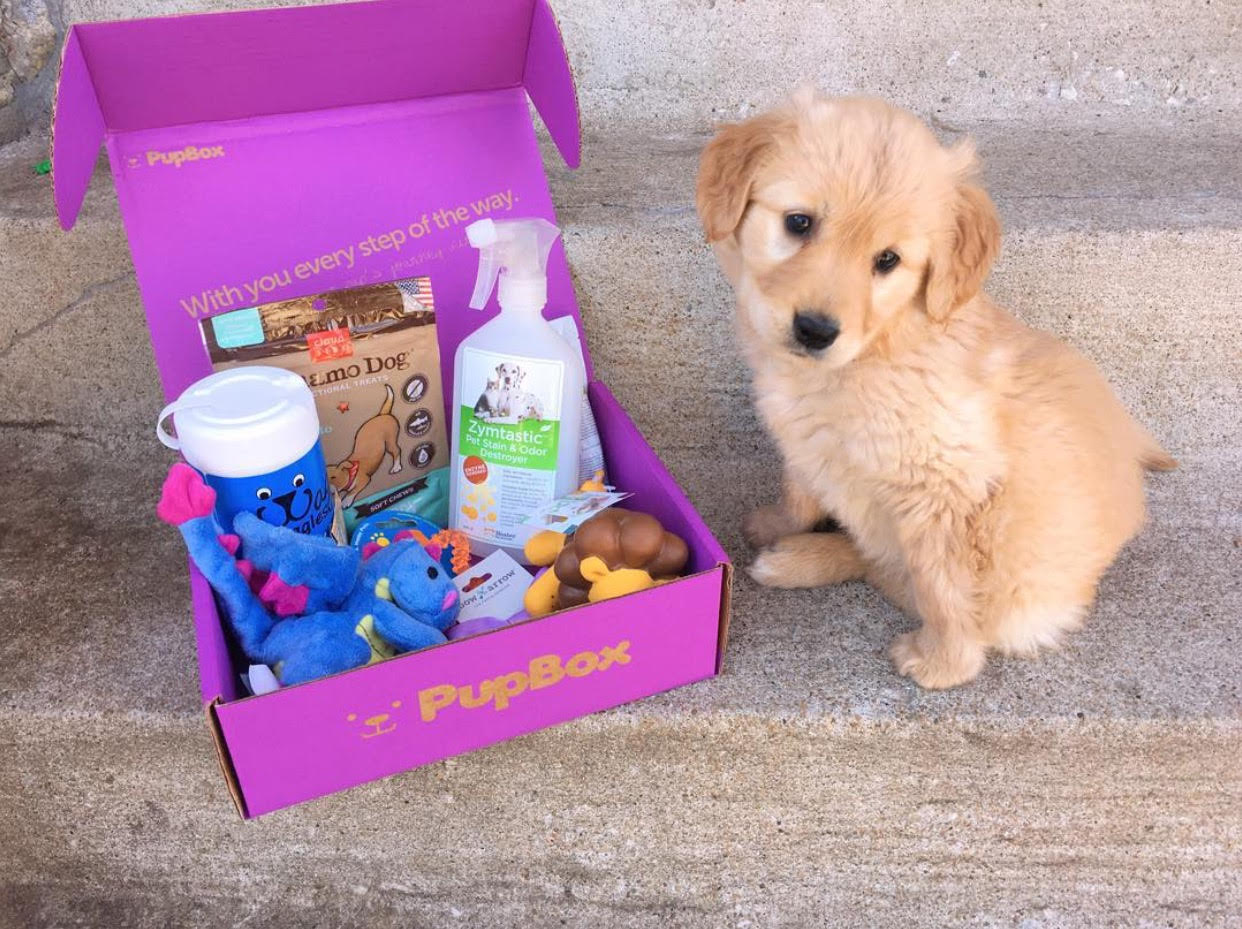 So You Got A Puppy Here Are 3 Simple Ways To Make The Transition So You Got A Puppy Here Are 3 Simple Ways To Make The Transition
