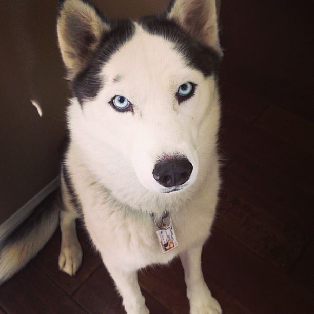 About Us - iHeartDogs.com