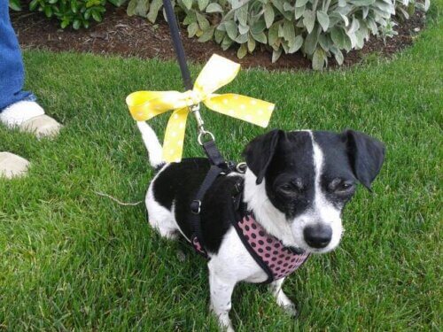 Do You Know What A Yellow Ribbon Tied On A Dog’s Collar Means ...