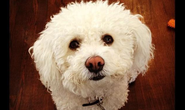 The 10 Commandments According to Dogs - iHeartDogs.com