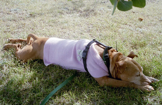 What Ever Happened to Michael Vick's Dogs? Prepare to Be Blown Away ...