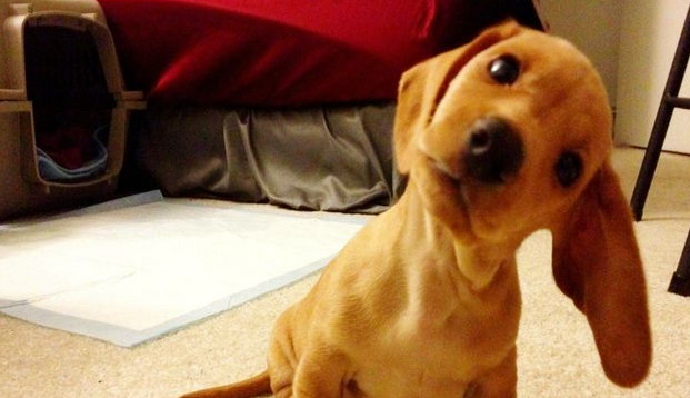 8 Dogs Who Are Absolute Masters At The Head Tilt - iHeartDogs.com