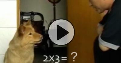 I Can't Believe My Eyes! This Dog Can Actually Solve Math Problems!