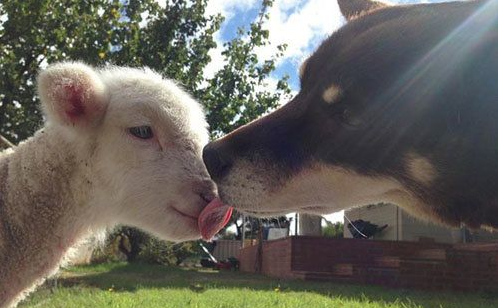 12 Astonishing Photos of Dogs Meeting Other Animals - iHeartDogs.com