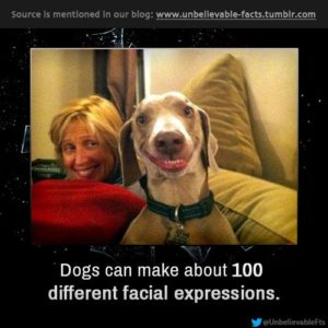 12 Dogs With Hilarious Facial Expressions - iHeartDogs.com