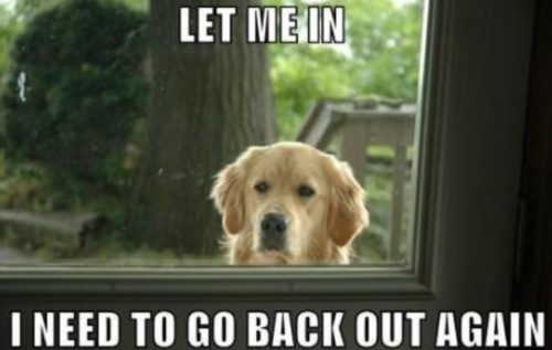12 Hilarious Examples of Dog Logic - iHeartDogs.com
