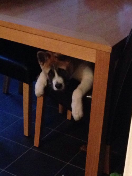 12 Dogs Who Totally Win At Hiding! - iHeartDogs.com