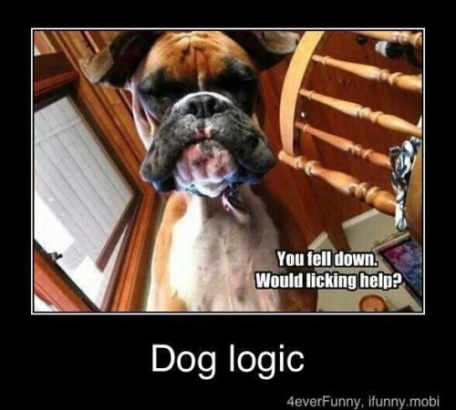 12 Hilarious Examples of Dog Logic - iHeartDogs.com