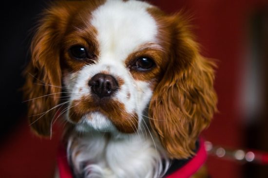 12 Unbelievable Photos of Dogs Who Have Mustaches [MUST SEE ...