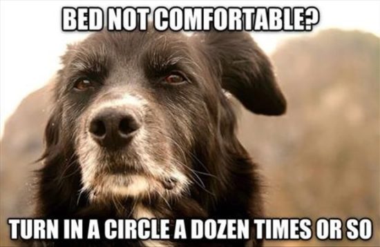 12 Hilarious Examples of Dog Logic - iHeartDogs.com