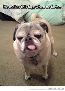 12 Dogs With Hilarious Facial Expressions - iHeartDogs.com