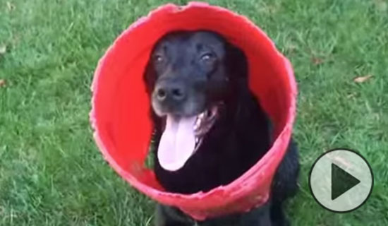 A Dog & His Bucket: A Hilariously Adorable Love Story You Have To See ...