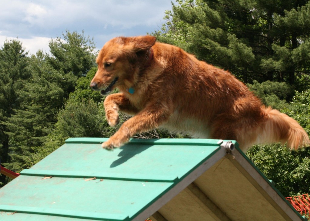 BUCKET LIST 10 Dog Friendly Places You MUST Visit