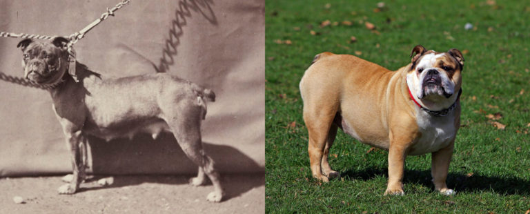 How 6 Dog Breeds Have Changed Over Time - iHeartDogs.com