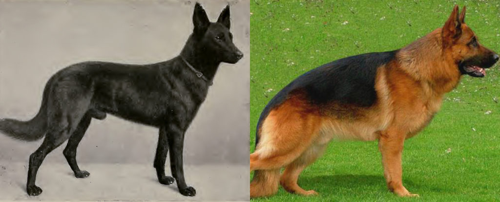 How 6 Dog Breeds Have Changed Over Time - iHeartDogs.com