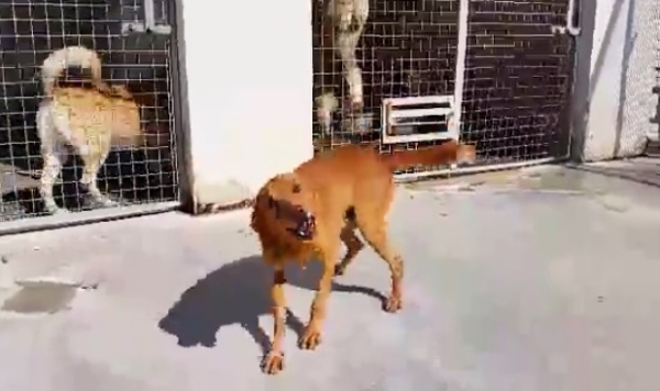 Dog Locked Up For 9 Years Is FINALLY Adopted. Watch What He Does ...