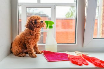 The 10 Best Cleaning Products That Are Safe (And Effective!) For Your ...