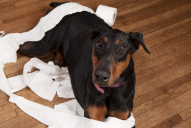 How To Deal With Pica- A Disorder Where Your Dog Eats Everything ...