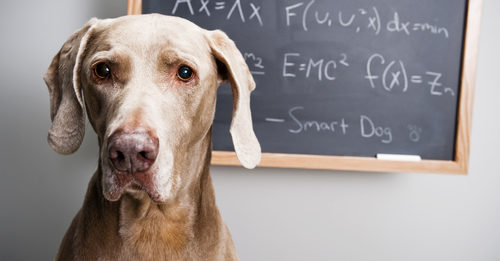 Is Your Dog a Genius or Simply Lovable? Test Their IQ! - iHeartDogs.com