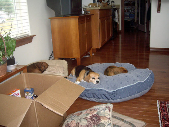 5 Design Tips For Dog-friendly Living In Small Spaces - iHeartDogs.com