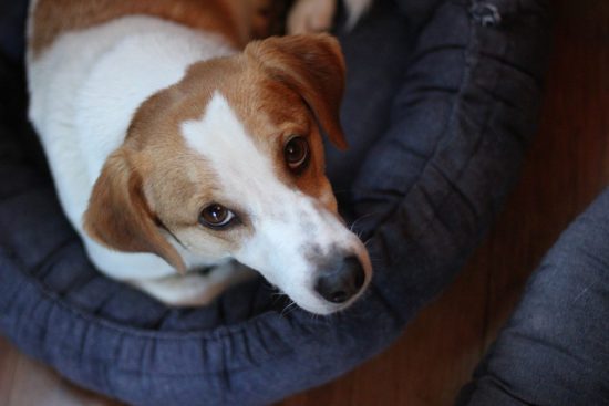 12 Tips To Stop Your Dog From Bugging You While You're Eating