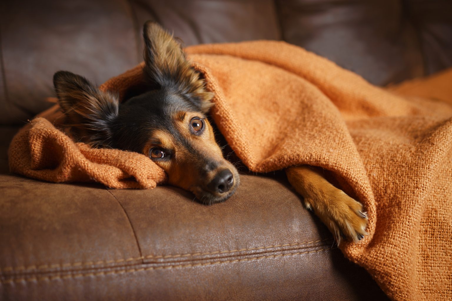 15 Ultimate 'Hilarious' Things Dogs Do That Only True Dog Lovers ...