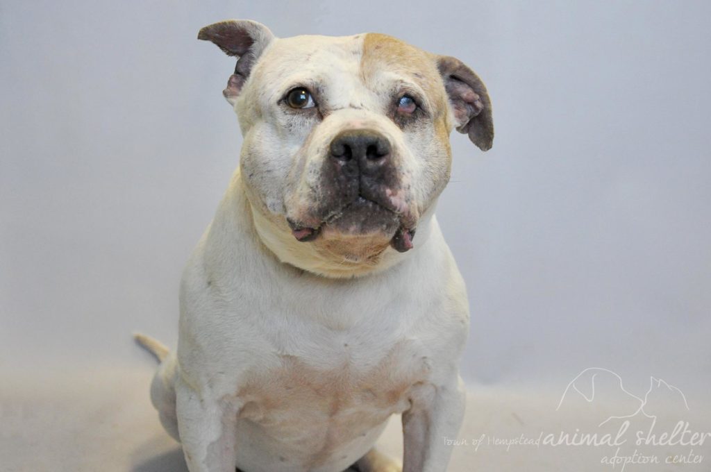 URGENT NEED: Rescued From a Dog Fighting Ring – Murdock Needs a Home ...