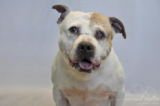 URGENT NEED: Rescued From a Dog Fighting Ring – Murdock Needs a Home ...