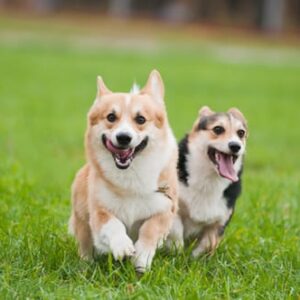 12 True Dwarf Dog Breeds 2026: The Complete Guide to Achondroplastic ...
