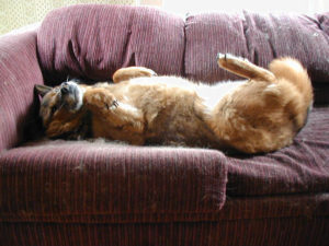 15 Dogs Who Are Complete Couch Potatoes - iHeartDogs.com