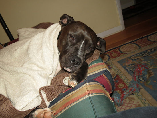 15 Dogs Who Are Complete Couch Potatoes - iHeartDogs.com