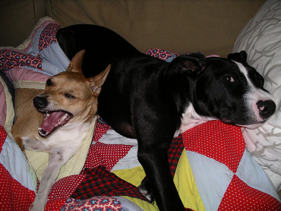 15 Dogs Who Are Complete Couch Potatoes - iHeartDogs.com