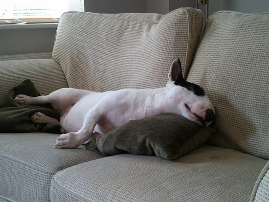15 Dogs Who Are Complete Couch Potatoes - iHeartDogs.com