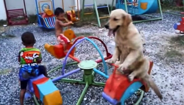 Dog Loves To Ride The Carousel With His Little Human Friends ...
