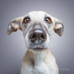 Photographer Shows Off The Joys Of Rescued Dogs - iHeartDogs.com