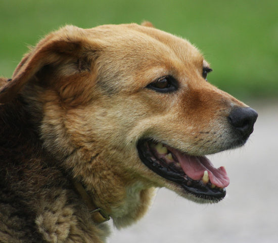 12 Signs Of Aging Every Dog Owner Needs To Look For - iHeartDogs.com
