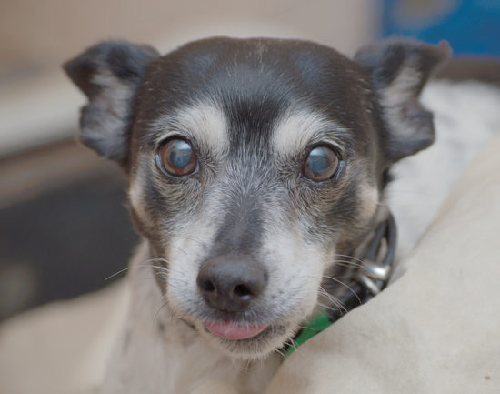12 Signs Of Aging Every Dog Owner Needs To Look For - iHeartDogs.com