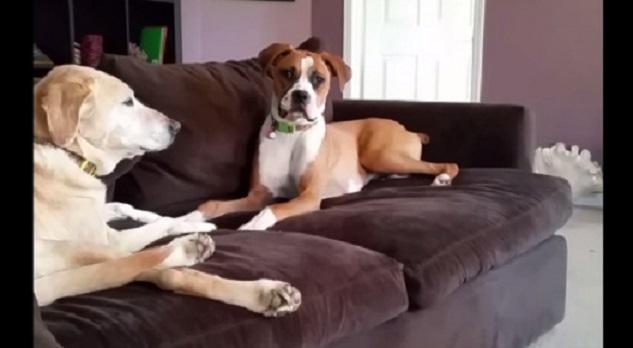 Two Dogs Caught Deep In Conversation - iHeartDogs.com
