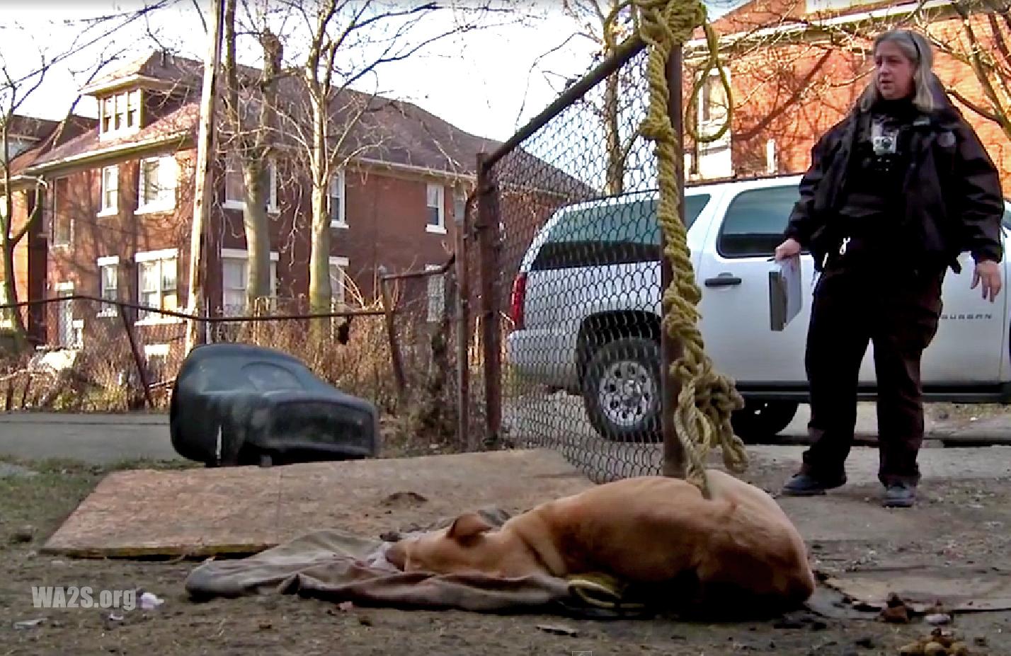 Emotional Video Shows A Day In The Life of A Dog Rescuer