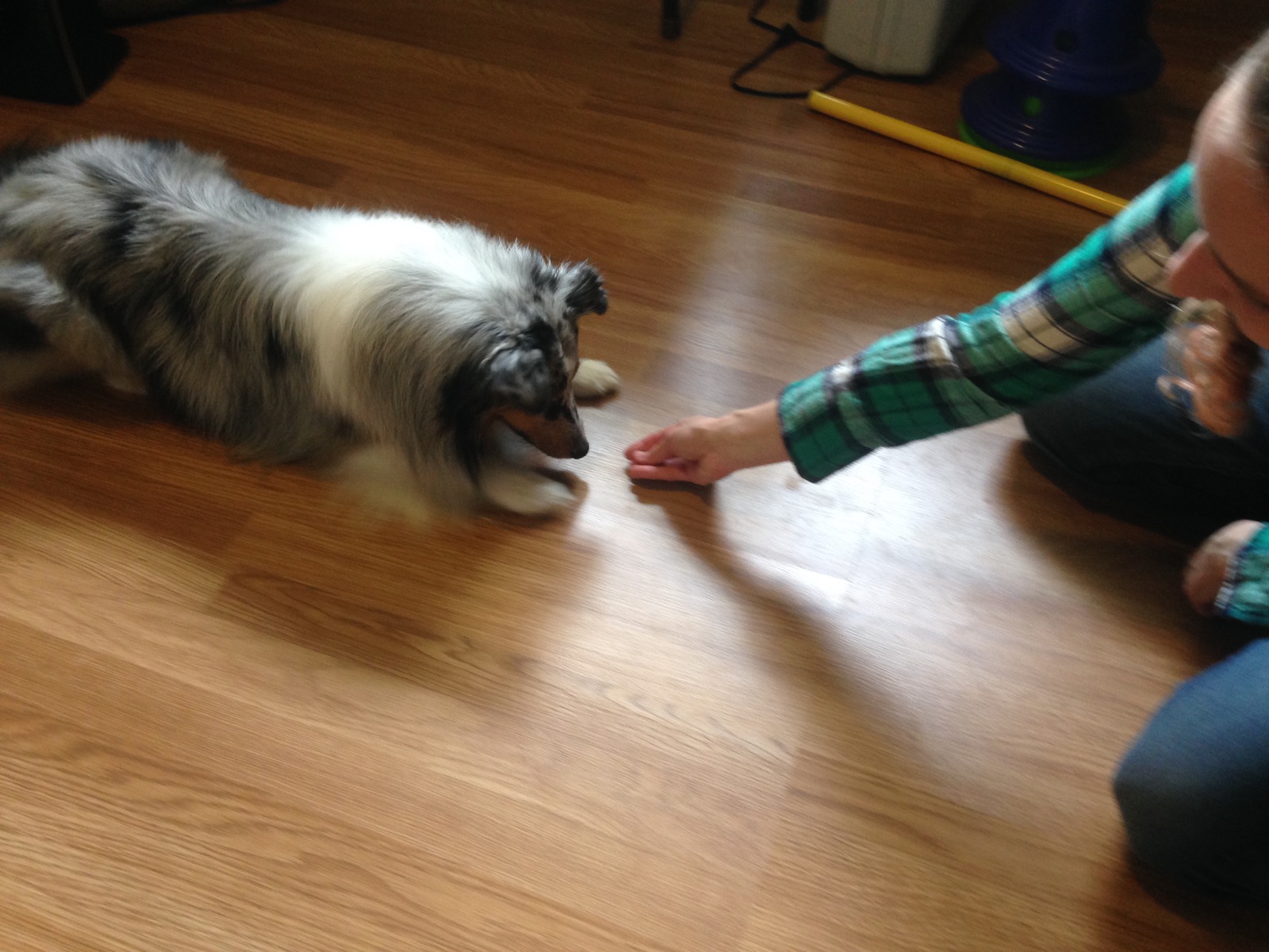 Train A Trick: The Backwards Crawl - iHeartDogs.com