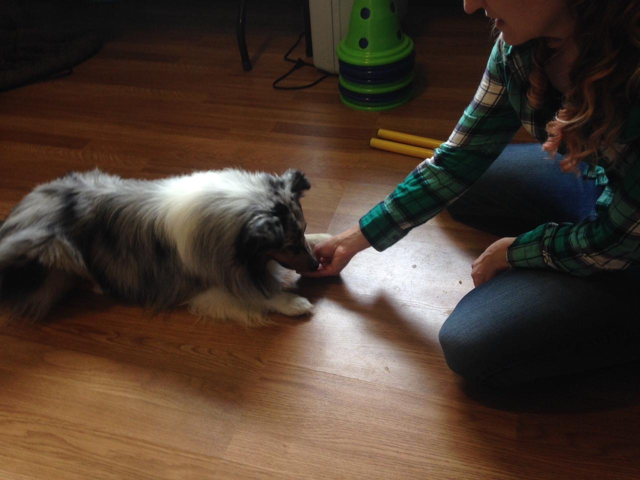 Train A Trick: The Backwards Crawl - iHeartDogs.com