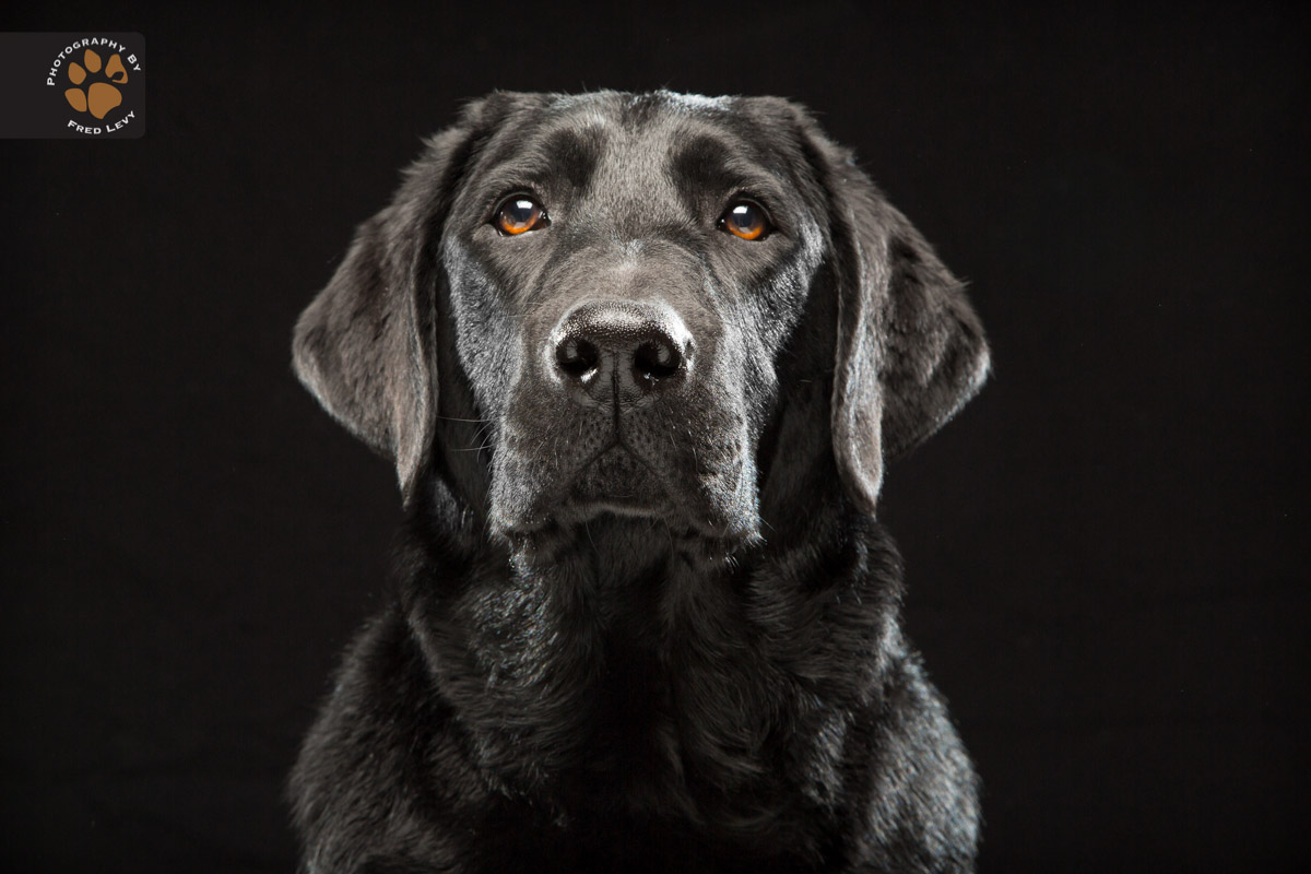 Extraordinary Pictures Created To Dispel The Black Dog Myth ...