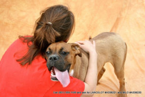10 Things Only Boxer Owners Understand - iHeartDogs.com
