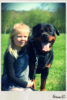 10 Things Only Rottweiler Owners Understand - iHeartDogs.com