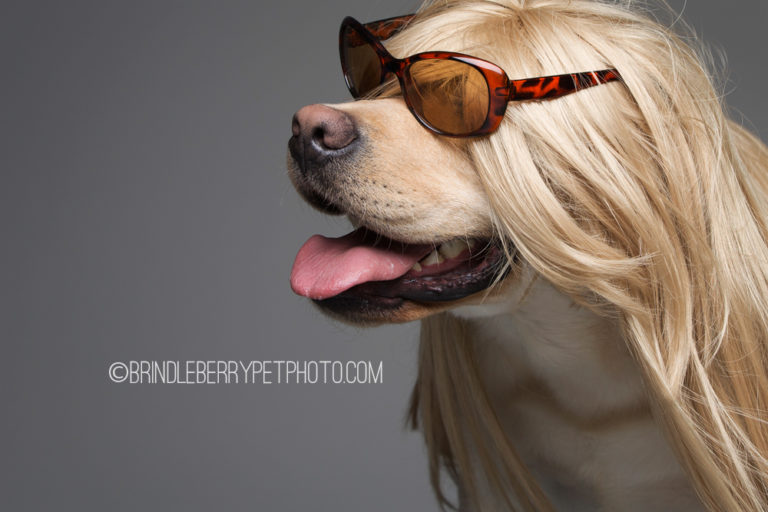 Dogs Showcase The Latest Trends In Human Hair And We Think They Look ...