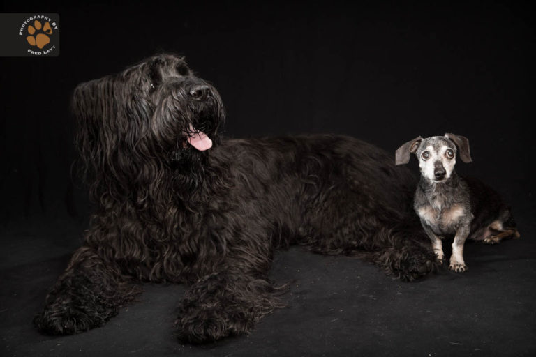 Extraordinary Pictures Created To Dispel The Black Dog Myth ...