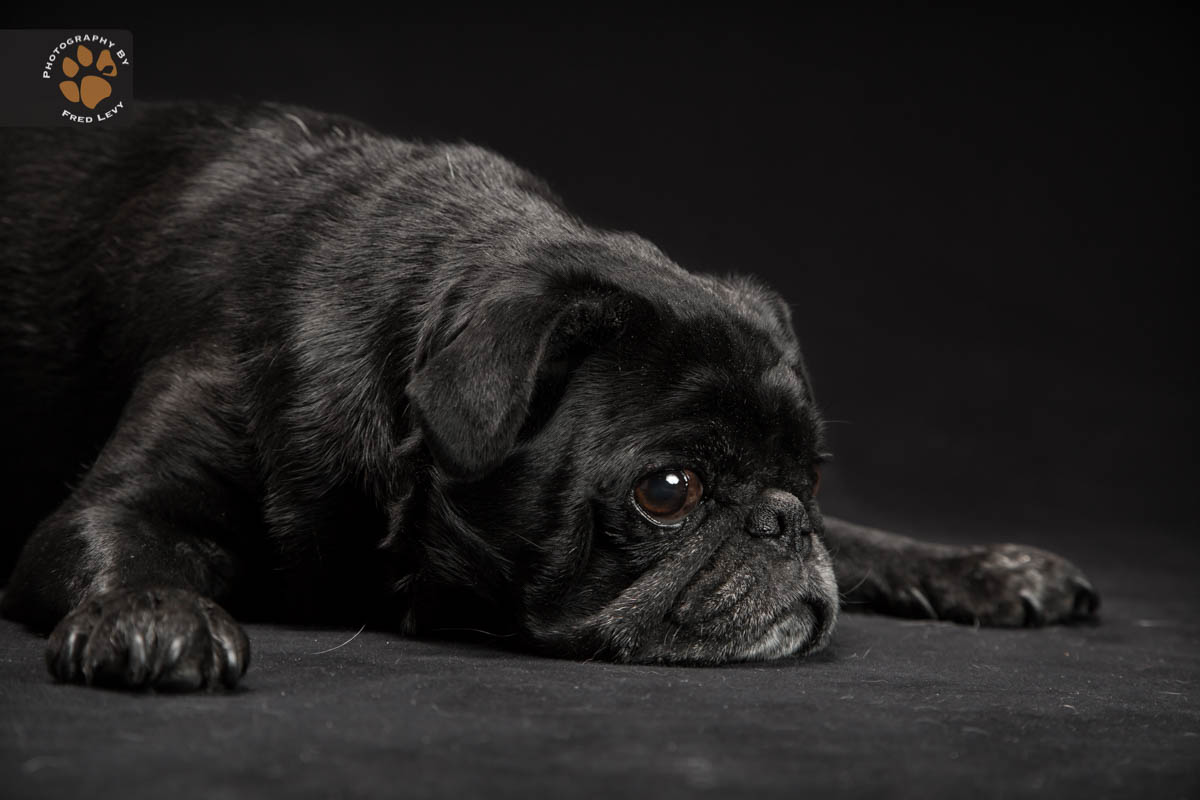Extraordinary Pictures Created To Dispel The Black Dog Myth ...