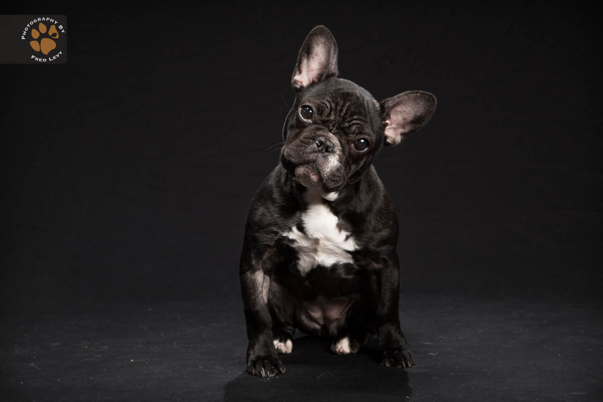 Extraordinary Pictures Created To Dispel The Black Dog Myth ...