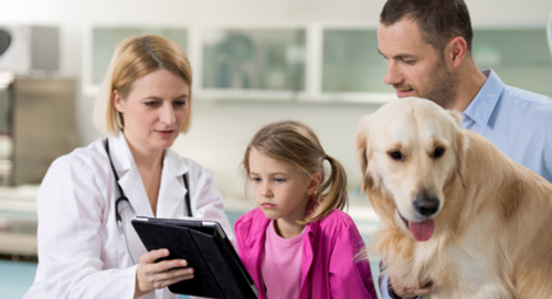 From The Vet: 5 Dog Medical Terms Every Owner Should Know - iHeartDogs.com